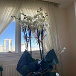 Yağmur Çiçekçilik (İnönü Mah. Gazi Mustafa Kemal Bulvarı No: 417F 33130 Yenişehir Mersin), çiçekçiler  Mersin'den