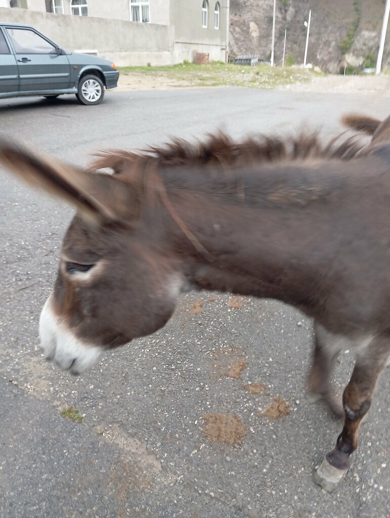 Kafe Кафе, Kabardino‑Balkarya, foto