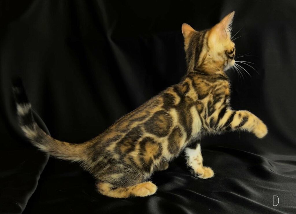 Evcil hayvan yetiştiricileri ABCats, Liubertsy, foto