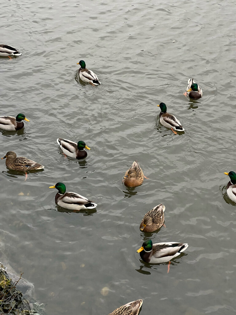 Seyir terası Смотровая площадка, Troitsk, foto