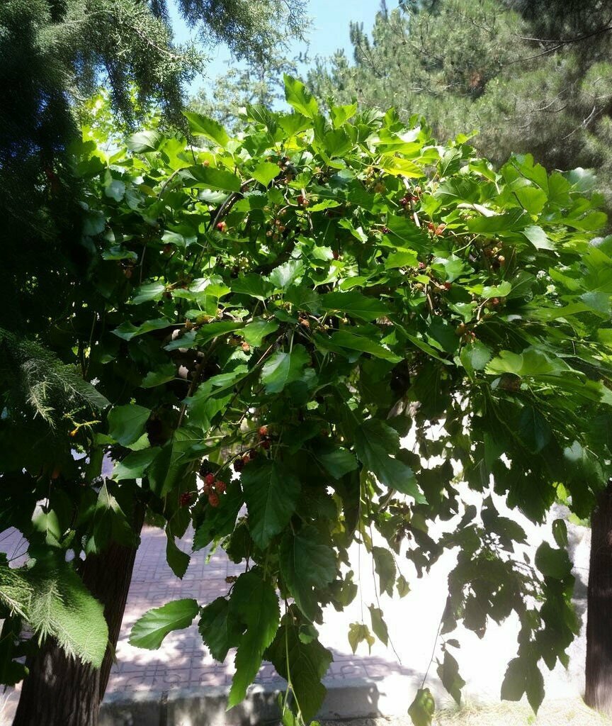 Kültür ve eğlence parkları Kolordu Şehitleri Parkı, Ankara, foto