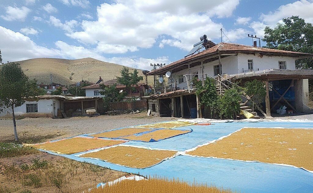 Muhtarlıklar Alıca Köy Muhtarlığı, Çankırı, foto