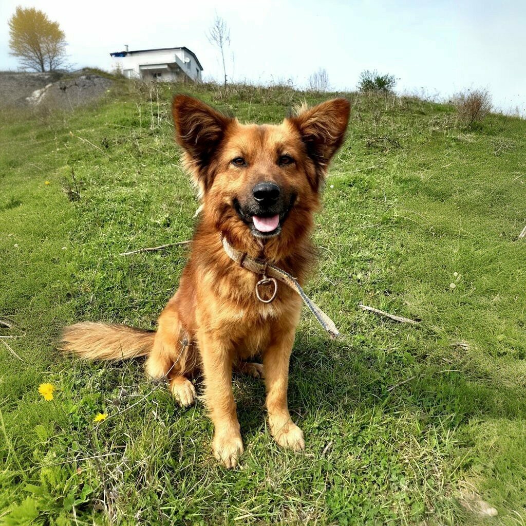 Hayvancılık Çınarcık Adak & Kurban Yeri, Çınarcık, foto