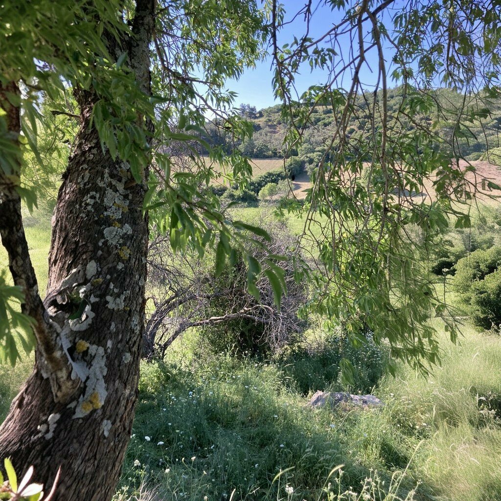 Muhtarlıklar Güzeltepe Köy Muhtarlığı, Bayramiç, foto