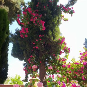 Gülkent Köyü Muhtarlığı (Hatay, Hassa, Gülkent Mah.), otel  Hassa'dan