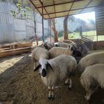 Adaklık ve kurbanlık koyunlar ümit tuna ciftligi (Hatay, İskenderun, Aşkarbeyli Mah.), yönetim ofisi  İskenderun'dan
