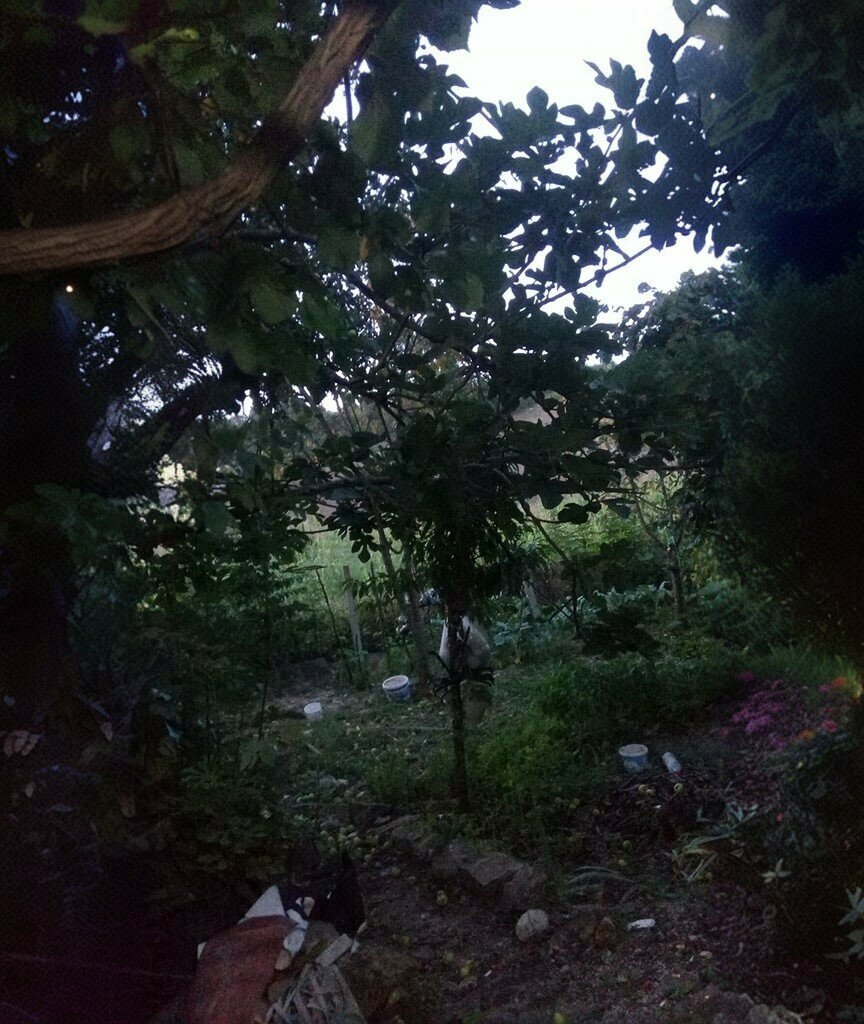 Turistik yerler Kancıllı Koyü Çınar Ağacı, Gebze, foto