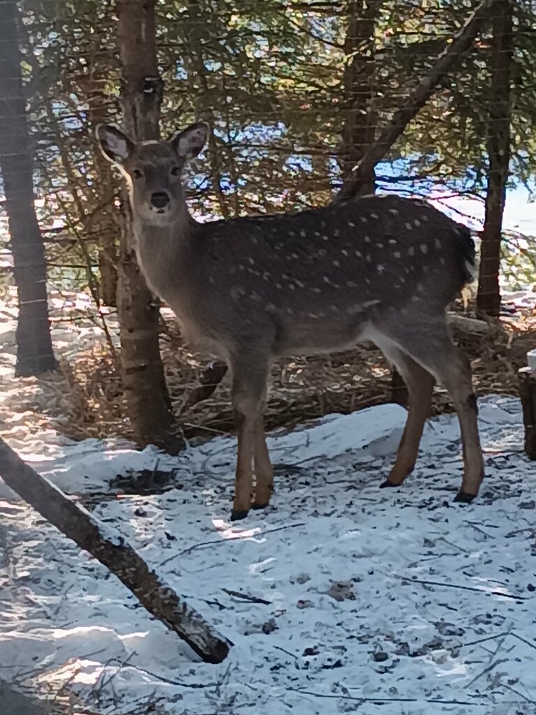 Hayvan muhafazaları Оленья ферма Бемби и ФилИн, Moskova ve Moskovskaya oblastı, foto
