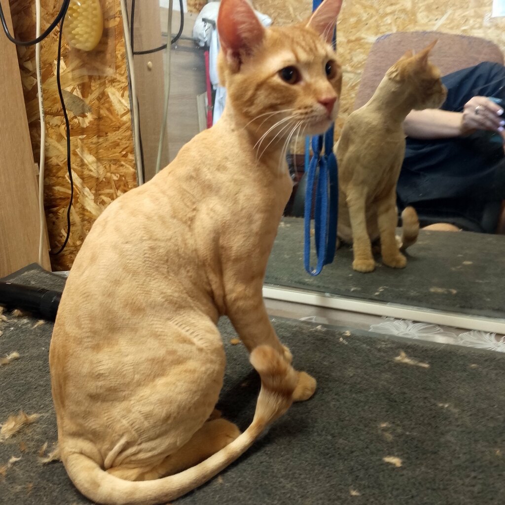 Evcil hayvan kuaförleri Моё Собачье Дело, Volgograd, foto