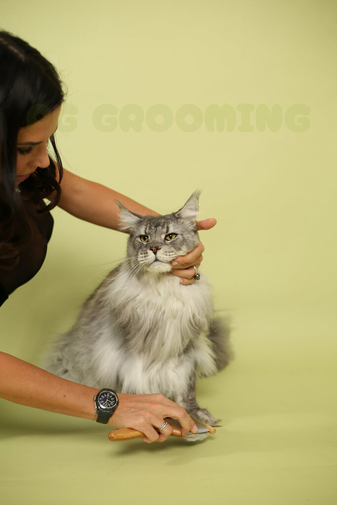 Evcil hayvan kuaförleri Pg grooming, Saint‑Petersburg, foto