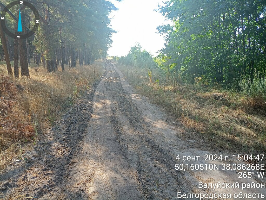 Orman Гусиный лес, Belgorodskaya oblastı, foto