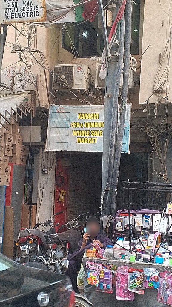 Akvaryumlar Ornamental Aquarium Market, Karaçi, foto