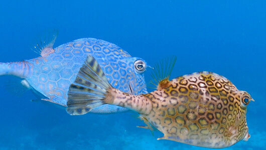 Dalış kulüpleri ve eğitim merkezleri diving kemer Diving, Kemer, foto