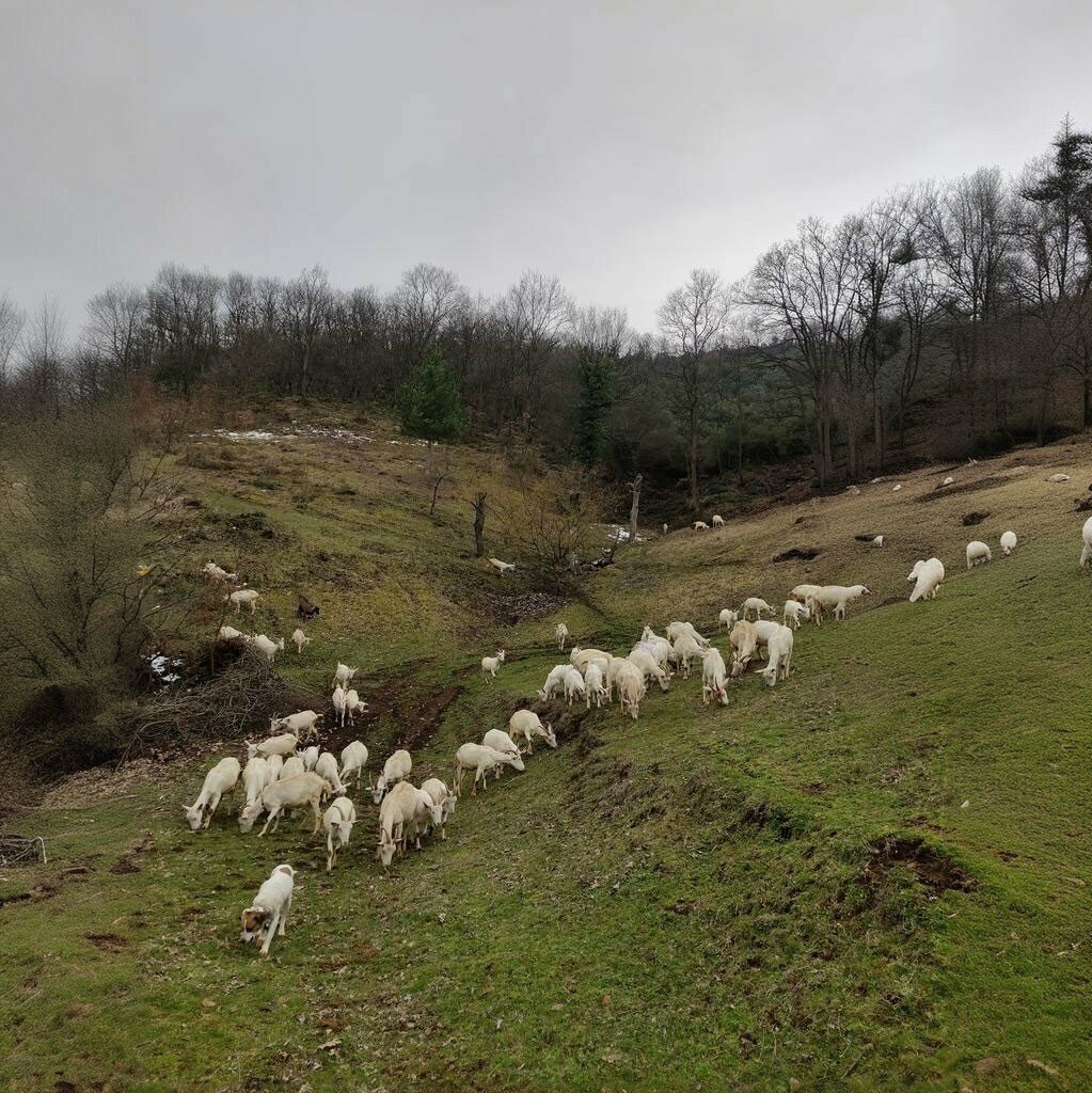 Muhtarlıklar Çomaklı Köy Muhtarlığı, Çan, foto