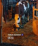 Özay Veteriner Kliniği (Aydın, Kuyucak, Fatih Mah., Hızır Sok., 1), veteriner klinikleri  Kuyucak'tan
