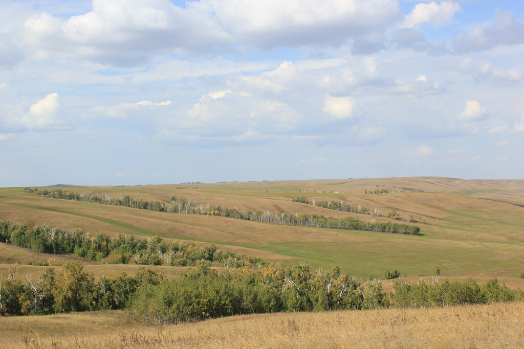 Doğa Ландшафтно-ботанический памятник природы Каргалинско-Сакмарские сыртовые колки, Orenburgskaya oblastı, foto