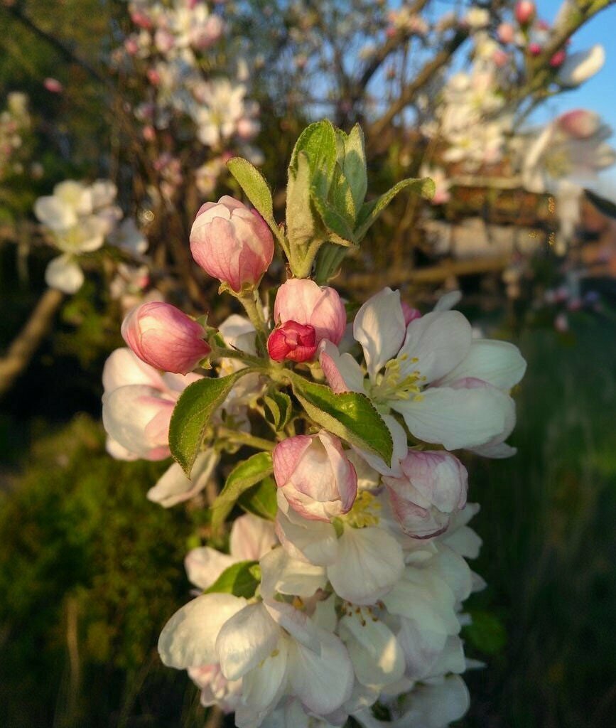 Kültür ve eğlence parkları Ece Ayhan Parkı, Çorlu, foto