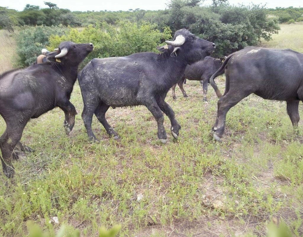 Muhtarlıklar Kemallı Köy Muhtarlığı, Sungurlu, foto