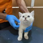 Tugay Veteriner Kliniği (Kocaeli, Kandıra, Aydınlık Mah., Türkocağı Sok., 12), veteriner klinikleri  Kandıra'dan