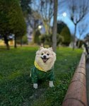 PatteZone (Samsun, Canik, Gondol Sok., 48), petshop  Samsun'dan