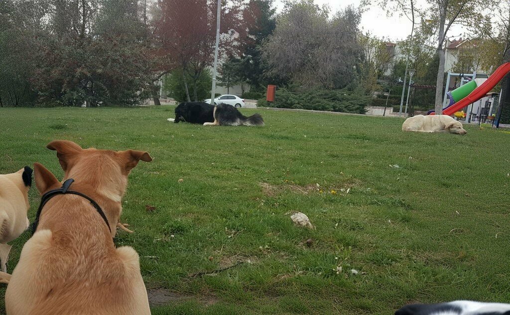 Kültür ve eğlence parkları Kaedelen Teras Parkı, Ankara, foto