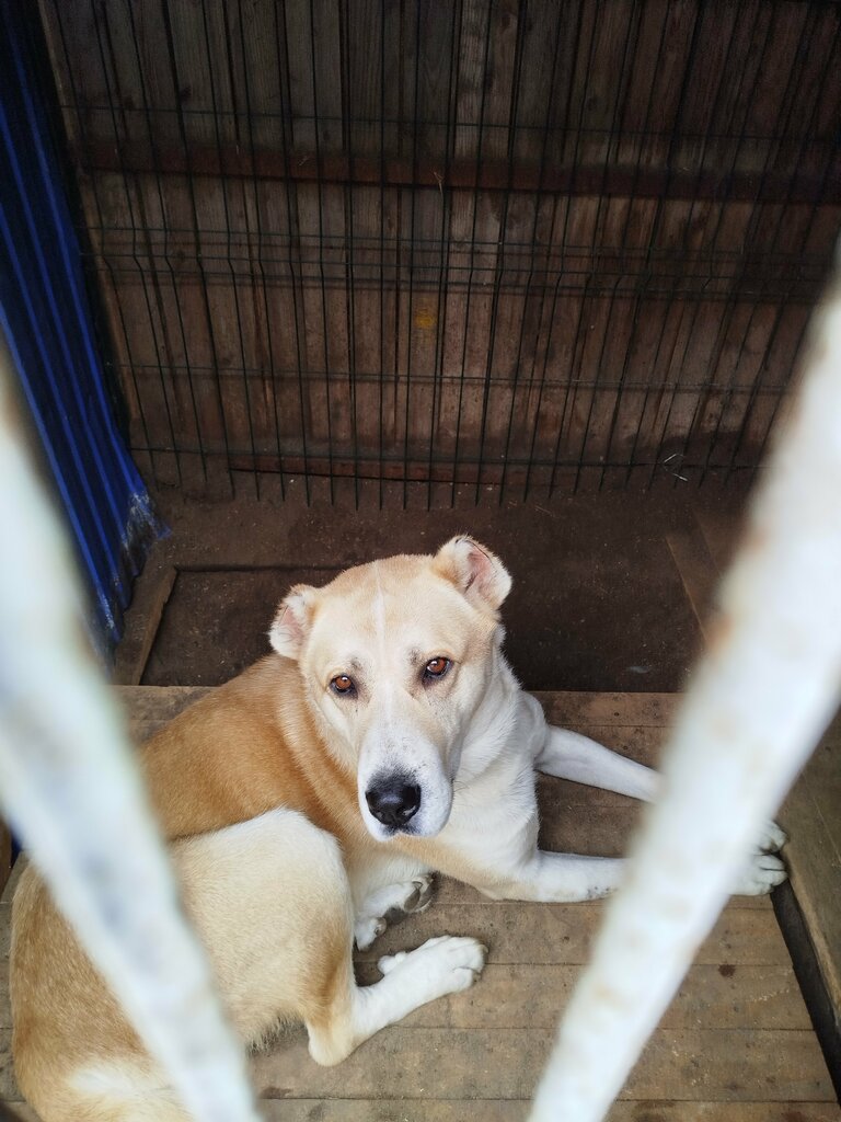 Hayvan barınakları, kulüpleri ve otelleri Право на жизнь, Tutayev, foto