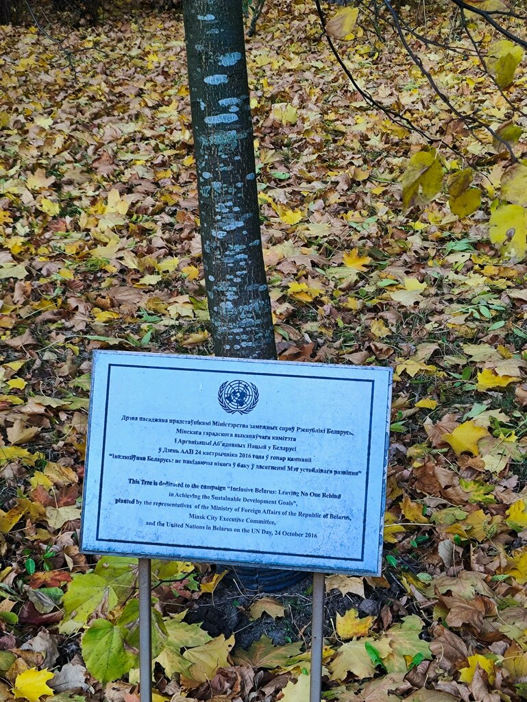 Doğa Памятное дерево, Minsk, foto
