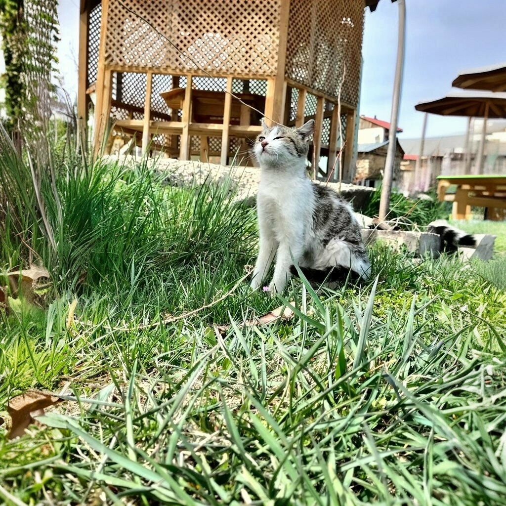 Yurtlar Oltu Yurdu, Oltu, foto