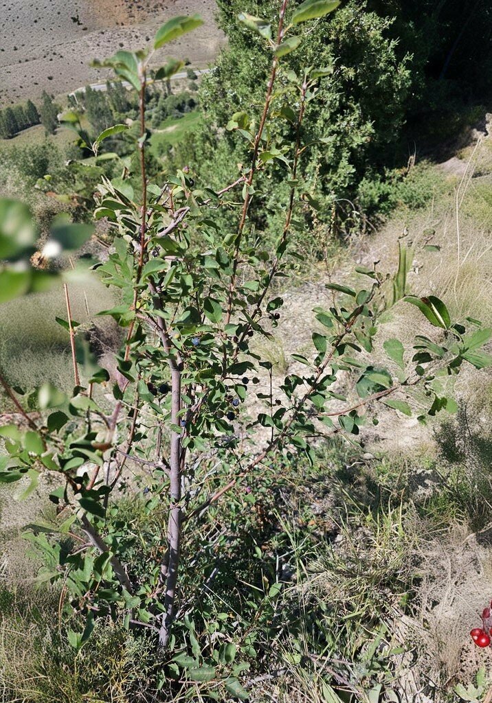 Cami Karadivan Köyü Cami, Otlukbeli, foto