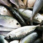 Seamoon Fish Trading (Al Hazm Building, Hor Al Anz, Deira, Dubai), balık ve deniz ürünleri  Dubai'den