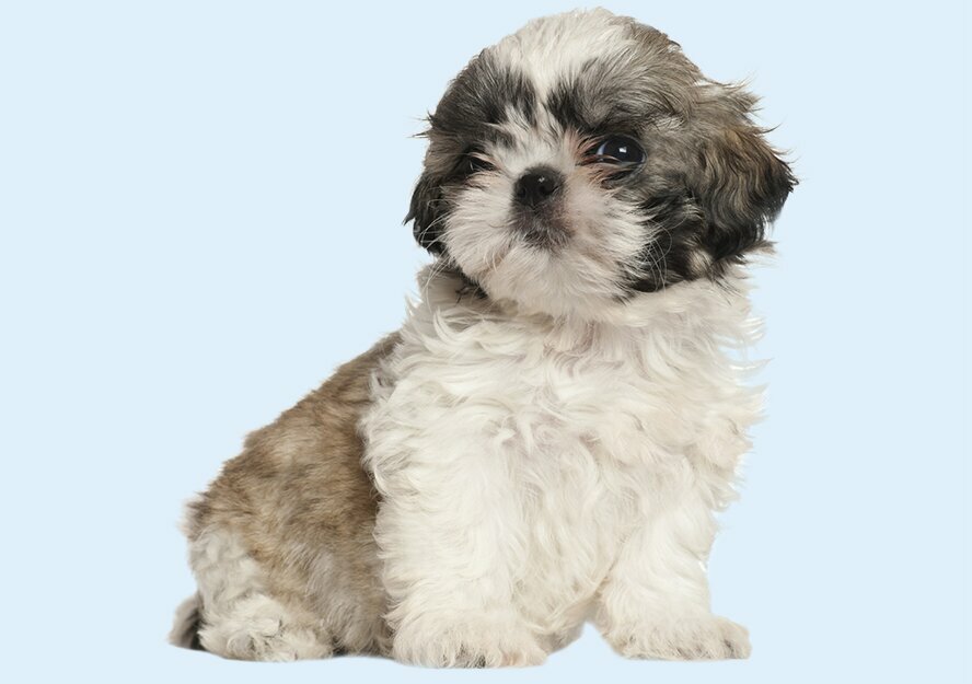 Petshop Happy Paws, Dubai, foto