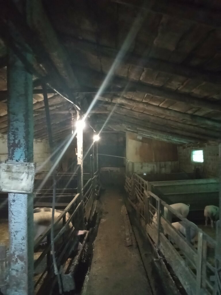 Hayvancılık Ферма, Vladimirskaya oblastı, foto