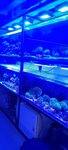 ПРОАквариум (Kosmonavtov Avenue No:32В/21В, Severniy Microdistrict), akvaryumlar  Rostov‑na‑Donu'dan