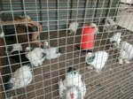 Agro-korm36 (Transportnaya ulitsa No:9), yem ve yem katkı maddeleri  Pavlovsk'tan