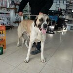 İlyasköy Veteriner Muayenehanesi (Samsun, İlkadım, İstanbul Cad., 6), veteriner klinikleri  Samsun'dan