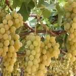 Çancı Fidancılık (Topselvi Mah., Göl Yolu Cad., Orhangazi, Bursa), tarım ürünleri firmaları  Orhangazi'den