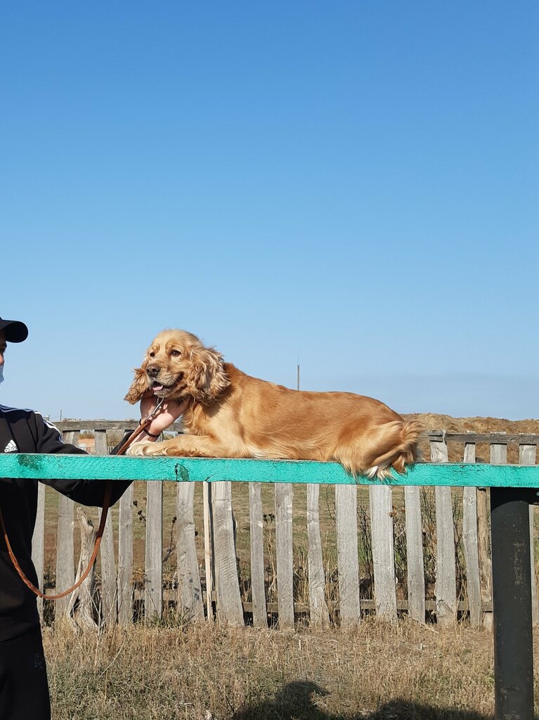 Meslek yüksekokulu Tekhnikum zootekhnichesky, filial Ogau, Orenburgskaya oblastı, foto