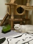 Royal Pets (Seıtqalı Mendeshev kóshesi No:51, Shubar shaǵyn aýdany), pet otel  Astana'dan