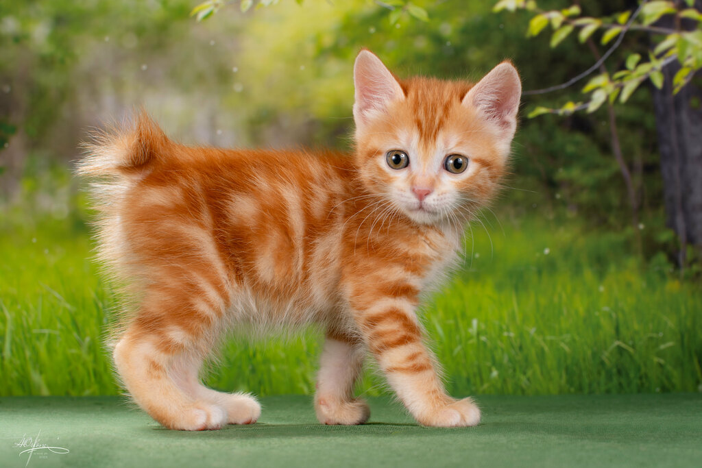 Evcil hayvan yetiştiricileri Order of the Phoenix cattery, Moskova, foto