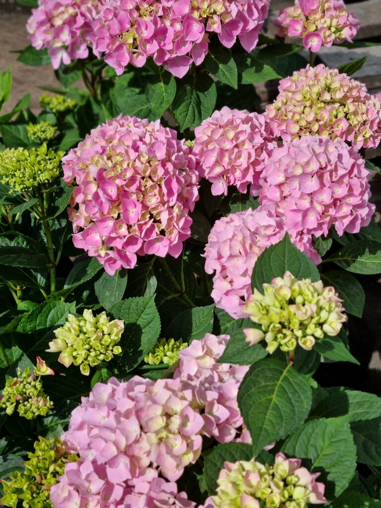 Seracılık Флора Алтая, Barnaul, foto