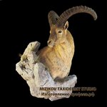 Mizikov taxidermy studio (Kozlovskaya Street No:34), hayvan postu doldurma  Volgograd'dan