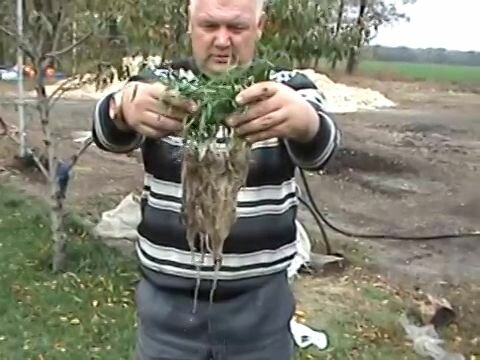 Gübre firmaları Ormiss, Perm, foto