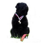 International Kennel Adam Racy Style (Druzhby Street No:2/19), evcil hayvan yetiştiricileri  Moskova'dan