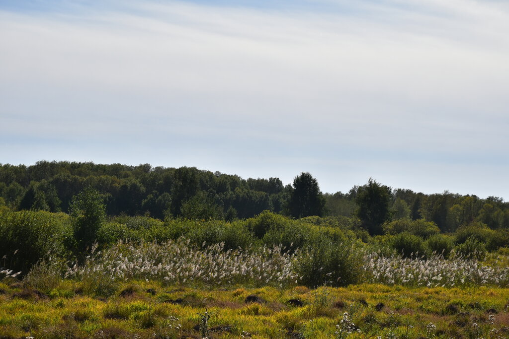 Doğa Моховое болото, Orenburgskaya oblastı, foto