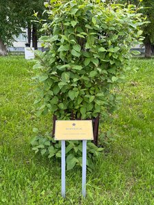 Сирень Воронеж - город воинской славы (Arkhangelsk, mikrorayon Nemetskaya sloboda), doğa  Arhangelsk'ten