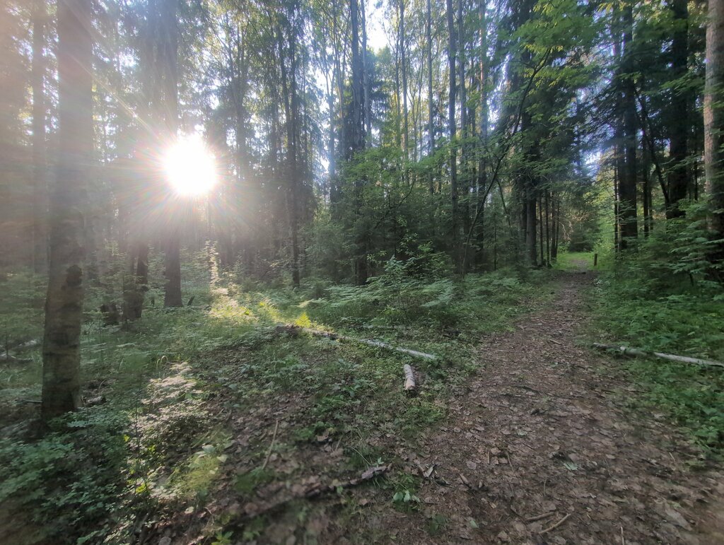 Piknik alanı Место для пикника, Saint‑Petersburg, foto