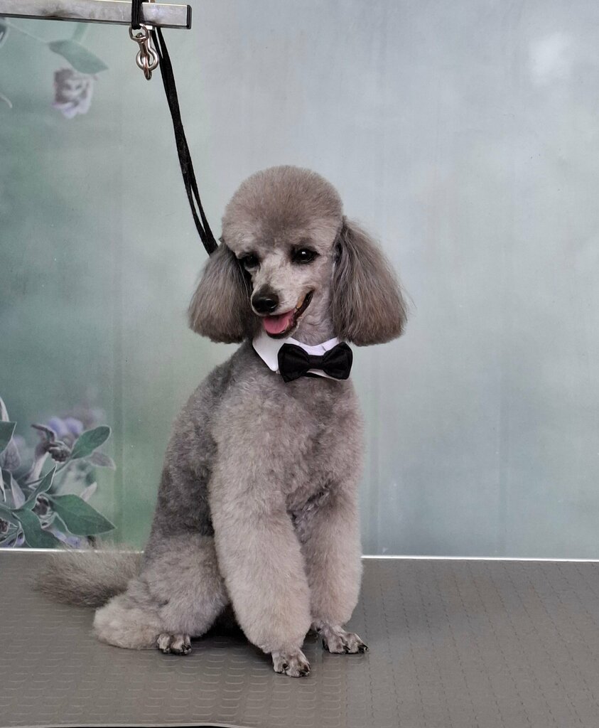 Evcil hayvan kuaförleri Плюшевый зайчик, Moskova ve Moskovskaya oblastı, foto