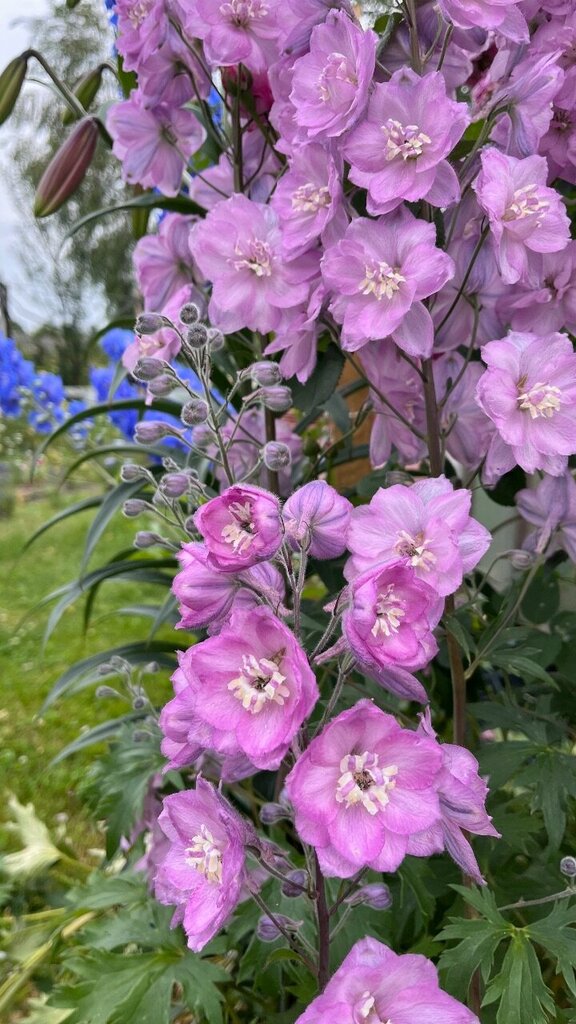 Kültür ve eğlence parkları Мамин Сад, Brestskaya oblastı, foto