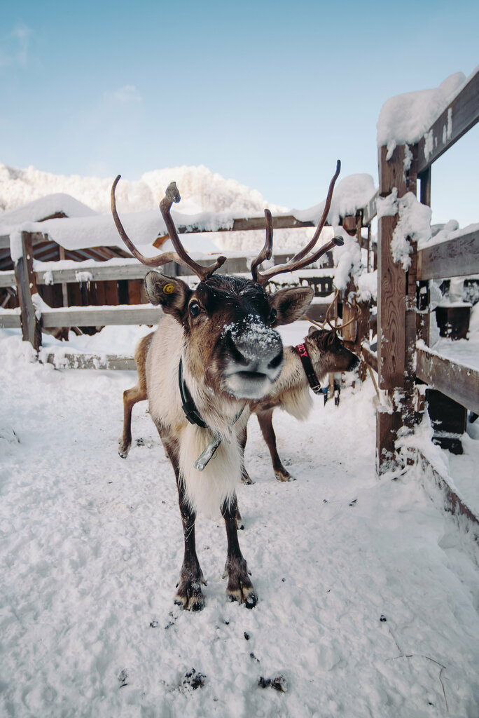 Evcil hayvan yetiştiricileri Deer Farm, Soçi, foto