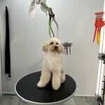 Torbalı Petkuaför & Petshop (İzmir, Torbalı, Ertuğrul Mah., 3101 Sok., 4), evcil hayvan kuaförleri  Torbalı'dan